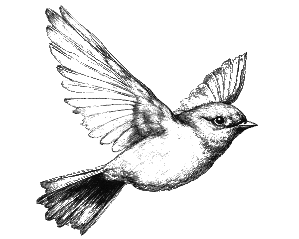 Martin Laird OSA - The School of Contemplative Life